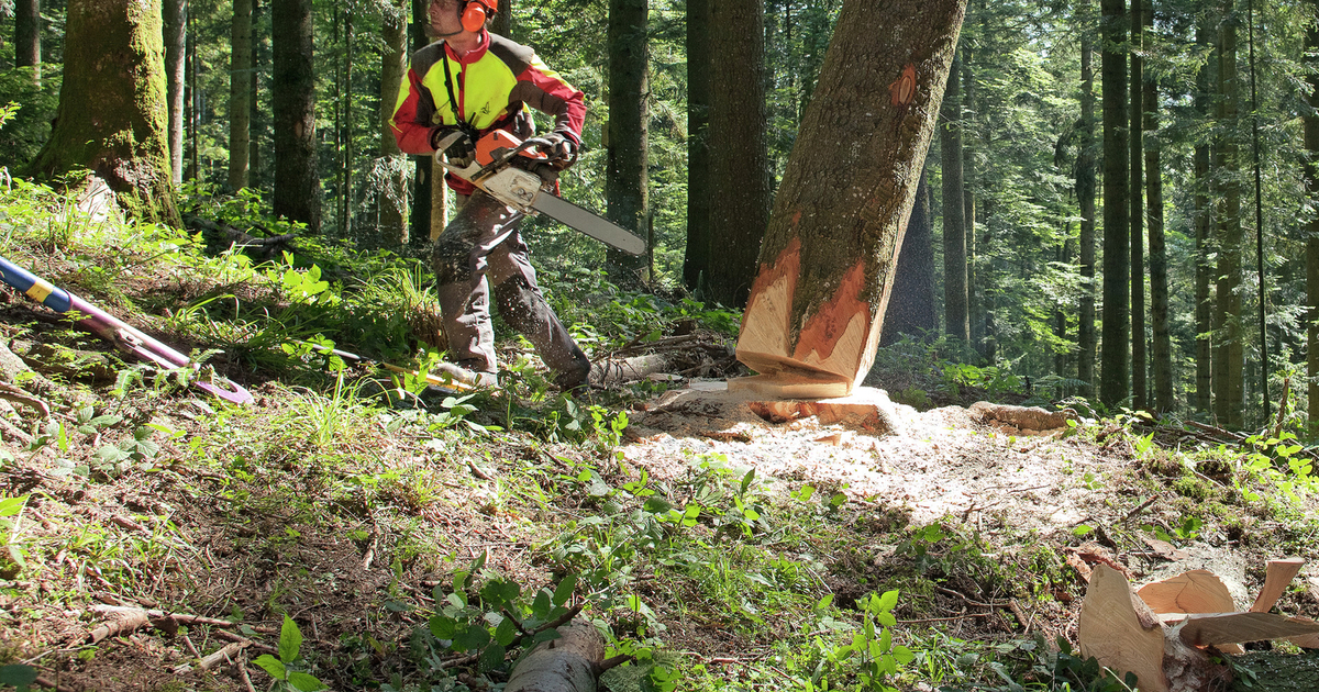 Travaux forestiers: règles vitales (instruction) | Formation