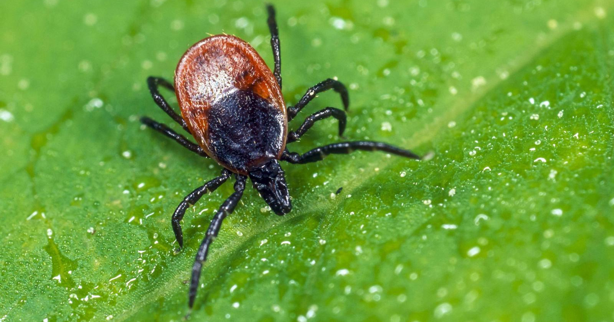 Record de cas de tiques | Communiqué de presse