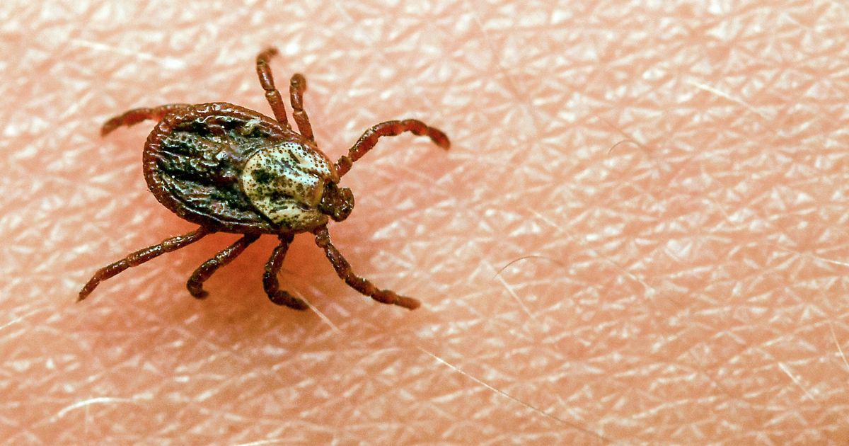 Zecche | Proteggersi dalle punture di zecche, rimuovere le zecche, sintomi